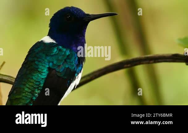 Sharp detailed shot bird flying Stock Videos & Footage - HD and 4K ...