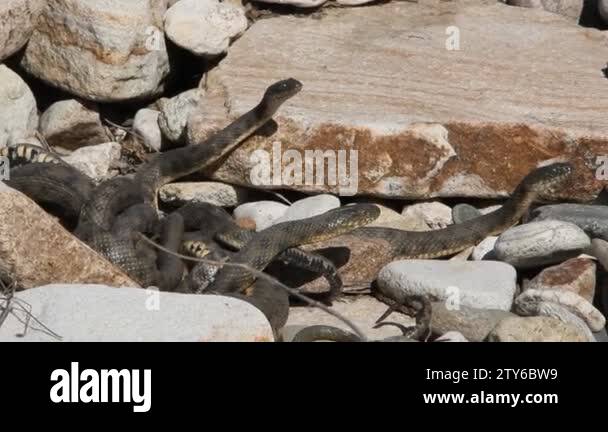 Elaphe dione, commonly known as Dione's ratsnake, the steppe ratsnake ...