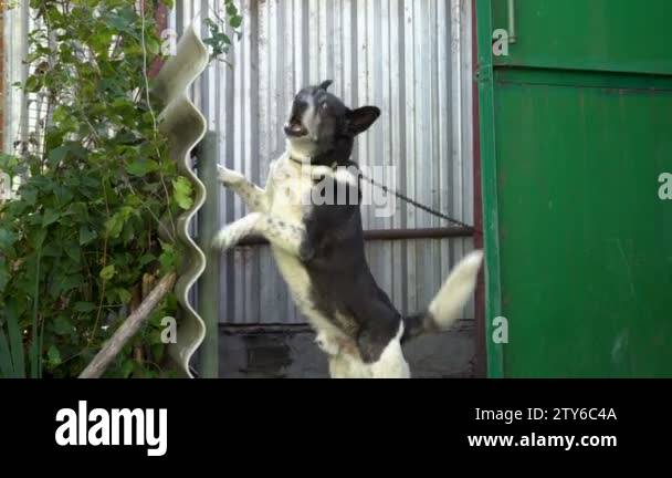 An old angry guard dog barks into the cell standing on its hind legs ...
