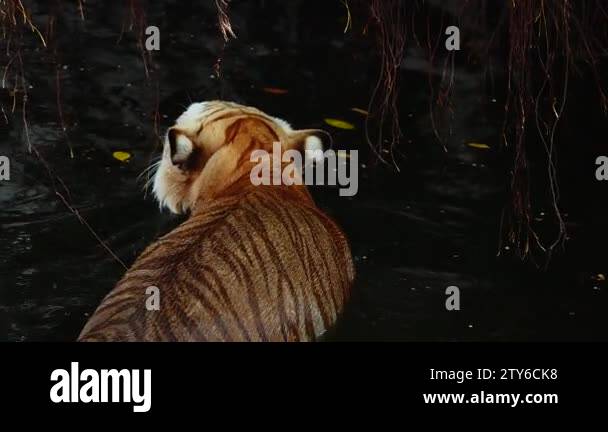 HD 1080p super slow Great tiger male in the nature habitat. Hot summer ...