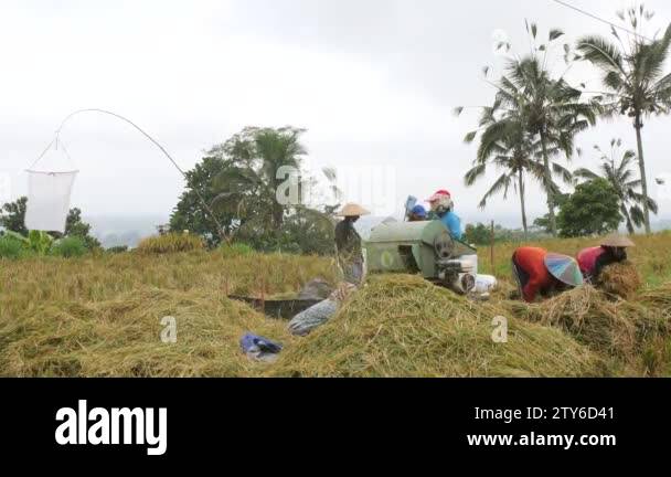 Rice Harvesting Process. Balinese Farm Workers Working at Rice Paddy ...