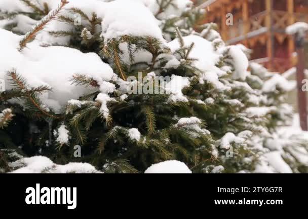 Snow falling fir tree branches, wooden cottages on background. Heavy ...