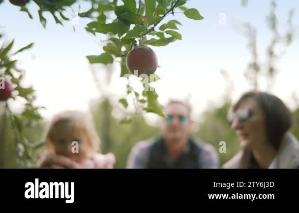 Apple family tree Stock Videos & Footage - HD and 4K Video Clips - Alamy
