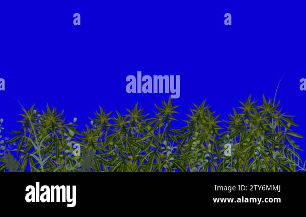 Marijuana pattern seamless Stock Videos & Footage - HD and 4K Video ...