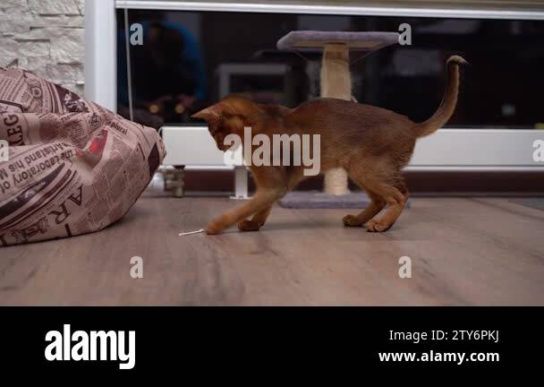 Chasing Mouse Stock Videos And Footage Hd And 4k Video Clips Alamy
