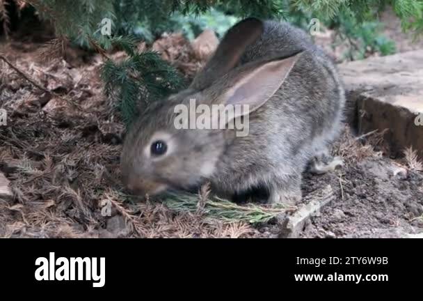 Beautiful animal Stock Videos & Footage - HD and 4K Video Clips - Alamy