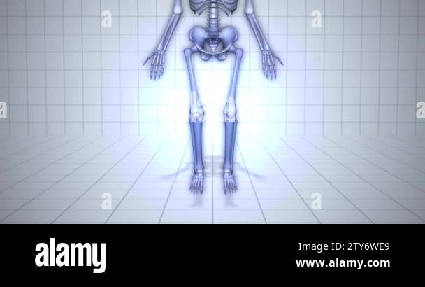 Toe anatomy Stock Videos & Footage - HD and 4K Video Clips - Alamy