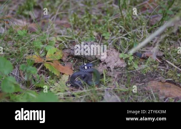 Baby ring neck snake Stock Videos & Footage - HD and 4K Video Clips - Alamy