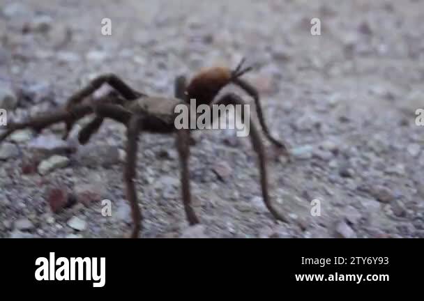 Ground arizona Stock Videos & Footage - HD and 4K Video Clips - Alamy