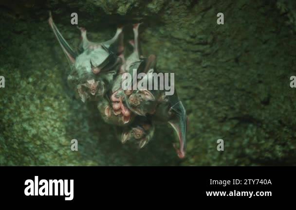 A colony of vampire mice hanging upside down on the ceiling of a dark ...