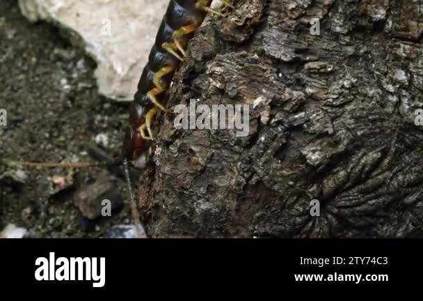 Peruvian bark tree Stock Videos & Footage - HD and 4K Video Clips - Alamy