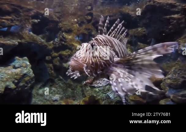 Scorpion Fish, A lion fish in an aquarium Stock Video Footage - Alamy