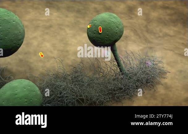 antibiotic action on the fungus infections, antibiotic and fungal ...