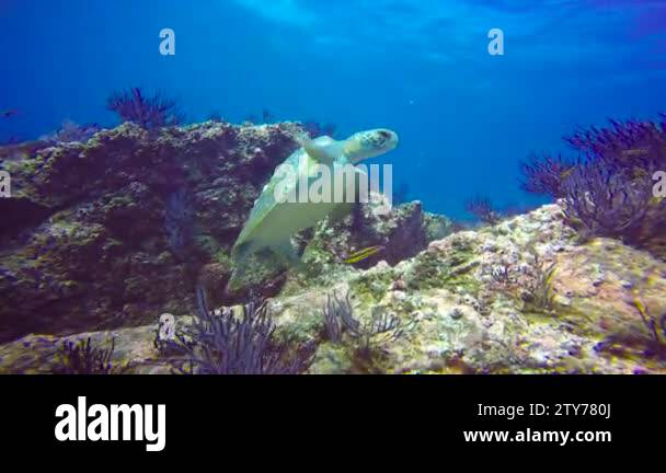 Sea turtle gulf mexico Stock Videos & Footage - HD and 4K Video Clips ...