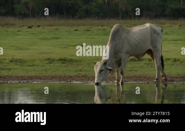Ox water Stock Videos & Footage - HD and 4K Video Clips - Alamy