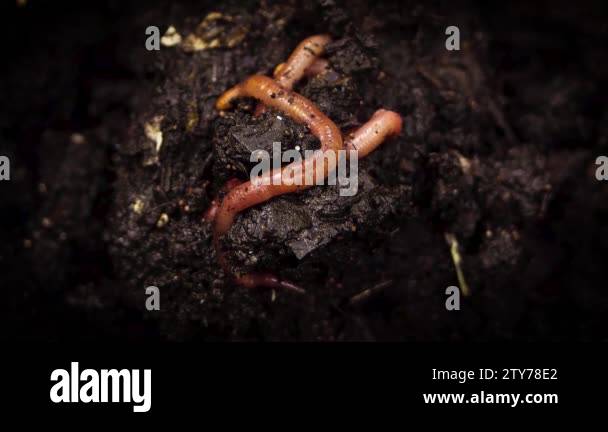 How to make compost Stock Videos & Footage - HD and 4K Video Clips - Alamy