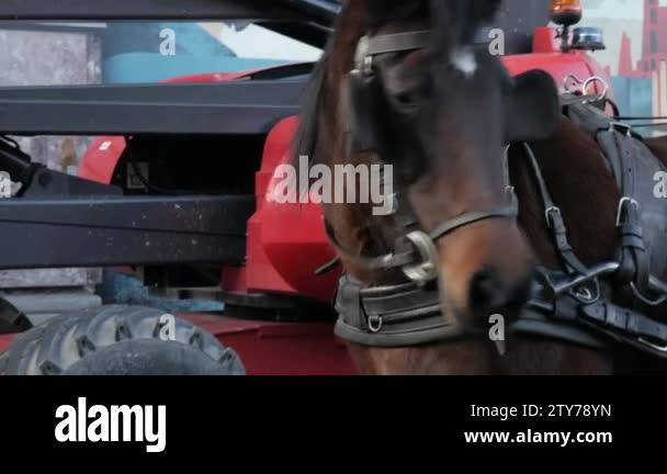 Impatient horse Stock Videos & Footage - HD and 4K Video Clips - Alamy