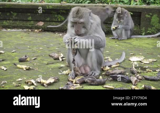The crab-eating macaque ,Macaca fascicularis, also known as the long ...