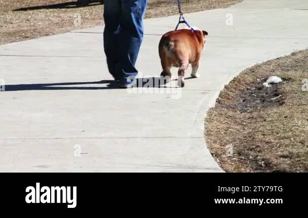 Man walking bulldog Stock Videos & Footage - HD and 4K Video Clips - Alamy