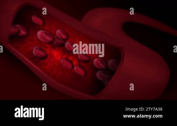 Human circulatory system. 3D loop animation of human blood vessel with ...