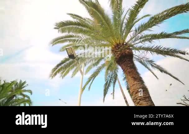 Camera moves around the palm trees standing in the park, next to the ...