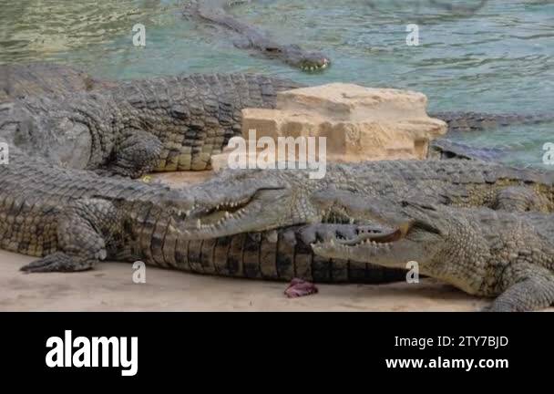 Zoo reptiles Stock Videos & Footage - HD and 4K Video Clips - Alamy