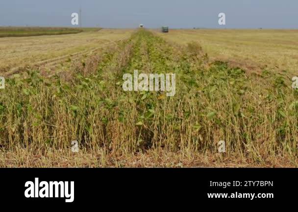 Soy bean plants in field, combine harvesting crop and tractor Stock ...