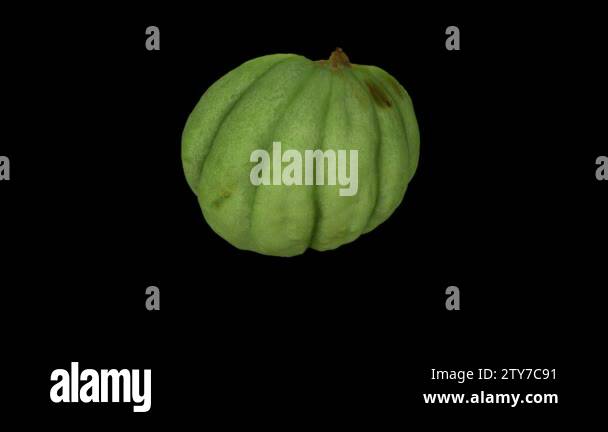 Realistic render of a rotating half unripe melon (for pickling) on ...