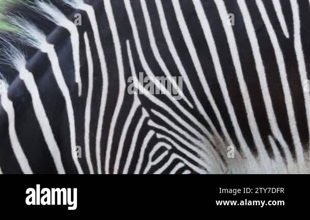 Grevy's zebra stripes Stock Videos & Footage - HD and 4K Video Clips ...