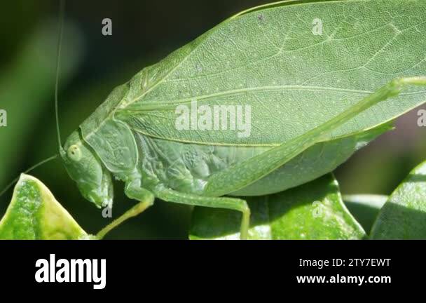 Katydid wings Stock Videos & Footage - HD and 4K Video Clips - Alamy