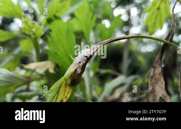 White worm sandfly larva called butternut woolly worm. Species ...