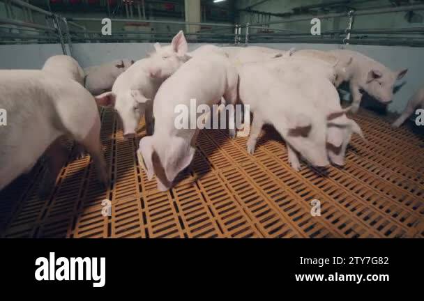 Modern pig farm with pigs. Roaming piglets in the premises of a pig ...