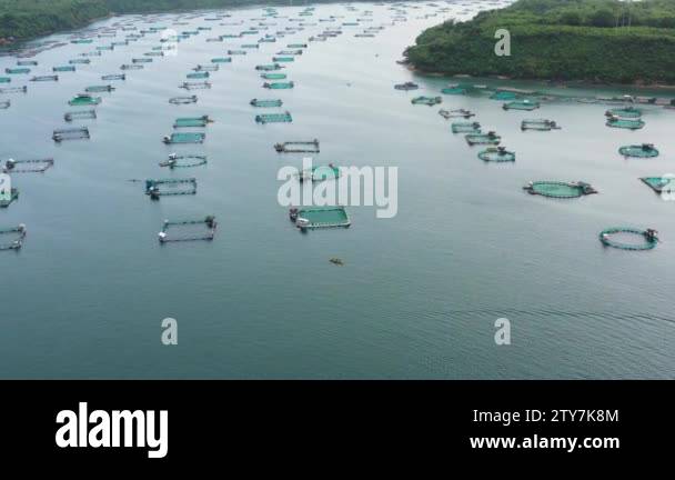 Fish farm with cages for fish and shrimp in the Philippines, Luzon ...