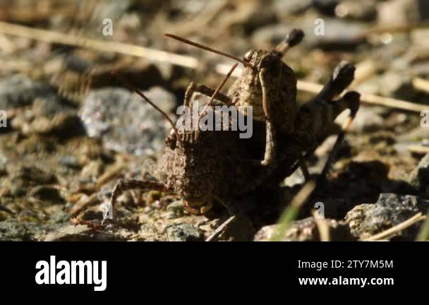 Animal coupling Stock Videos & Footage - HD and 4K Video Clips - Alamy