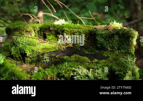 Moss on stump in the forest. Old timber with moss in the forest. Stump ...