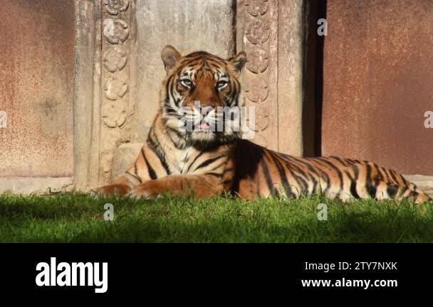 Sumatran Tiger sunbathing in a natural park - Panthera tigris sumatrae ...