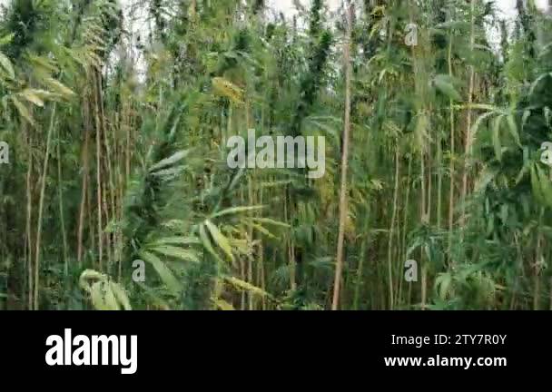 Industrial cultures Stock Videos & Footage - HD and 4K Video Clips - Alamy