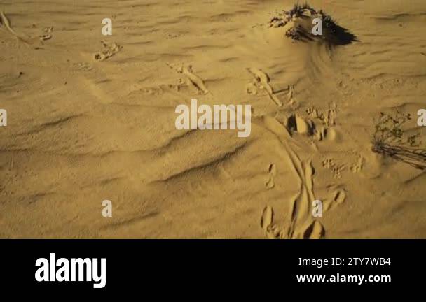 Footprints in sand limestone Stock Videos & Footage - HD and 4K Video ...