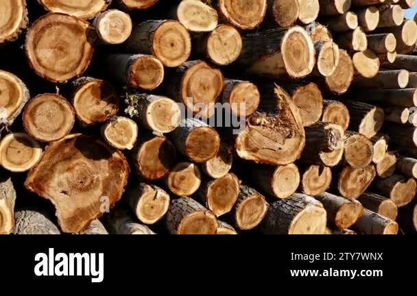 Cut poplar trees Stock Videos & Footage - HD and 4K Video Clips - Alamy