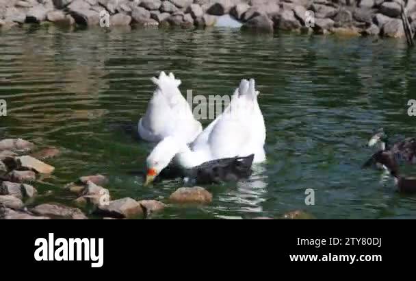 More than one duck Stock Videos & Footage - HD and 4K Video Clips - Alamy
