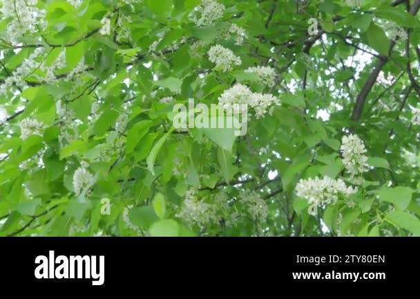 Branch flowering bird cherry Stock Videos & Footage - HD and 4K Video ...