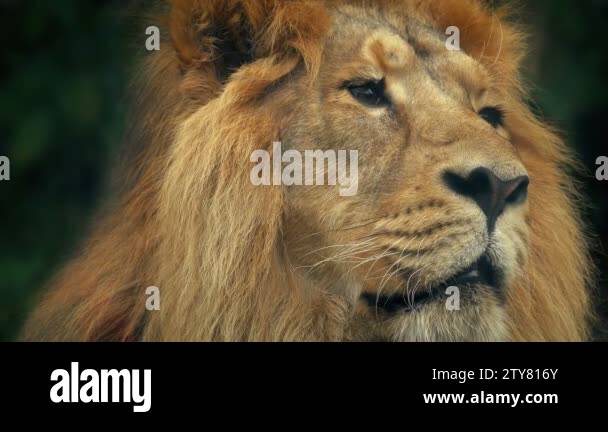 Lion Face Portrait Closeup Stock Video Footage - Alamy