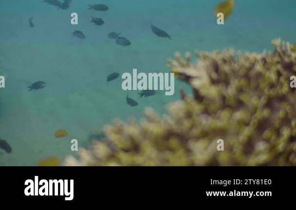 Tropical fish swimming in sea underwater view. Exotic fish swimming on ...