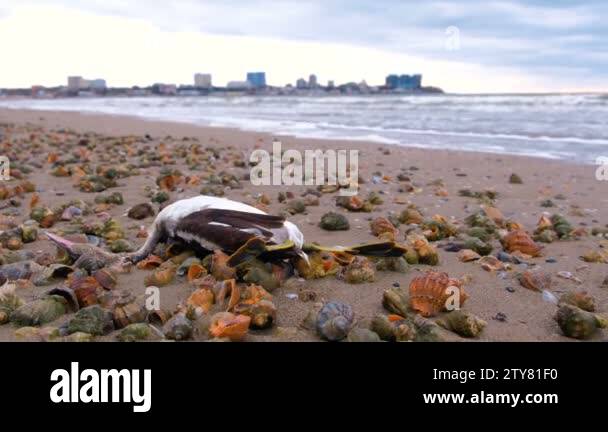 Dead bird among the rapan shells on the sandy sea beach after storm ...