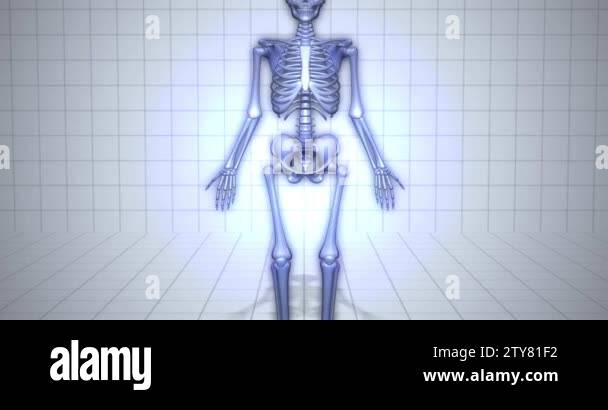 Pelvis skeleton Stock Videos & Footage - HD and 4K Video Clips - Alamy