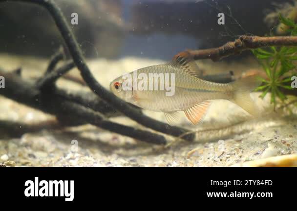 Rhodeus amarus, European bitterling, wide-spread wild small freshwater ...