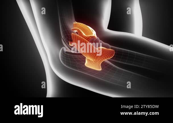 Elbow anatomy Stock Videos & Footage - HD and 4K Video Clips - Alamy