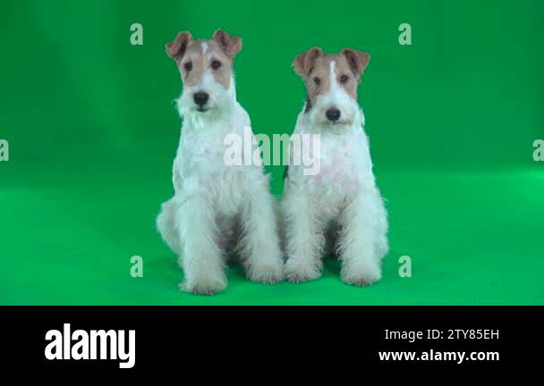 Wire terriers Stock Videos & Footage - HD and 4K Video Clips - Alamy