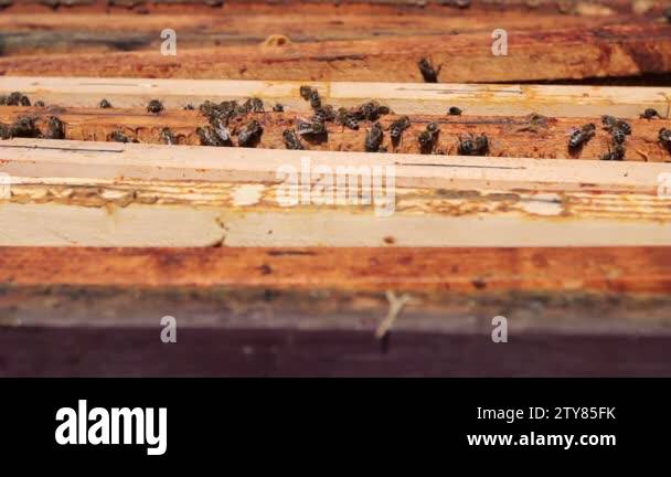 View on honeycomb beehive Stock Videos & Footage - HD and 4K Video ...