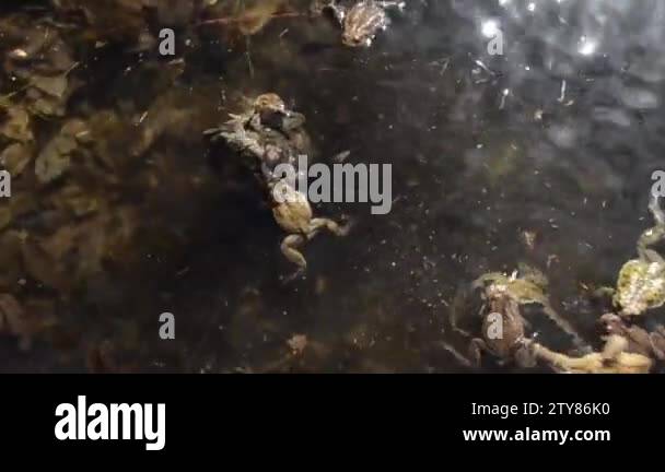 Toad toads Stock Videos & Footage - HD and 4K Video Clips - Alamy